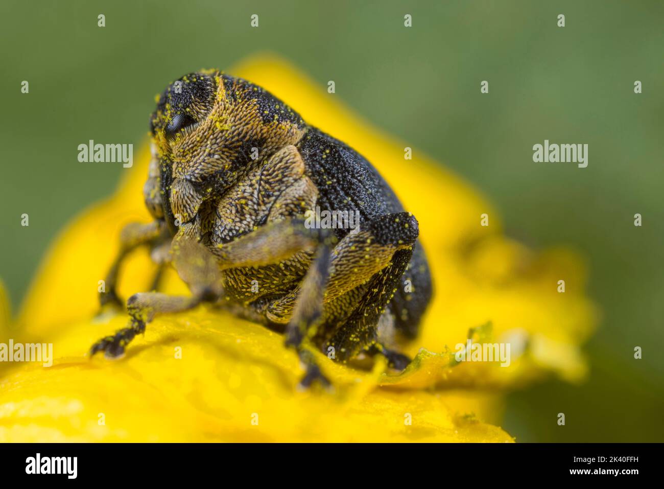 Iris seeds weevil (Mononychus punctumalbum, Mononychus punctum-album ...