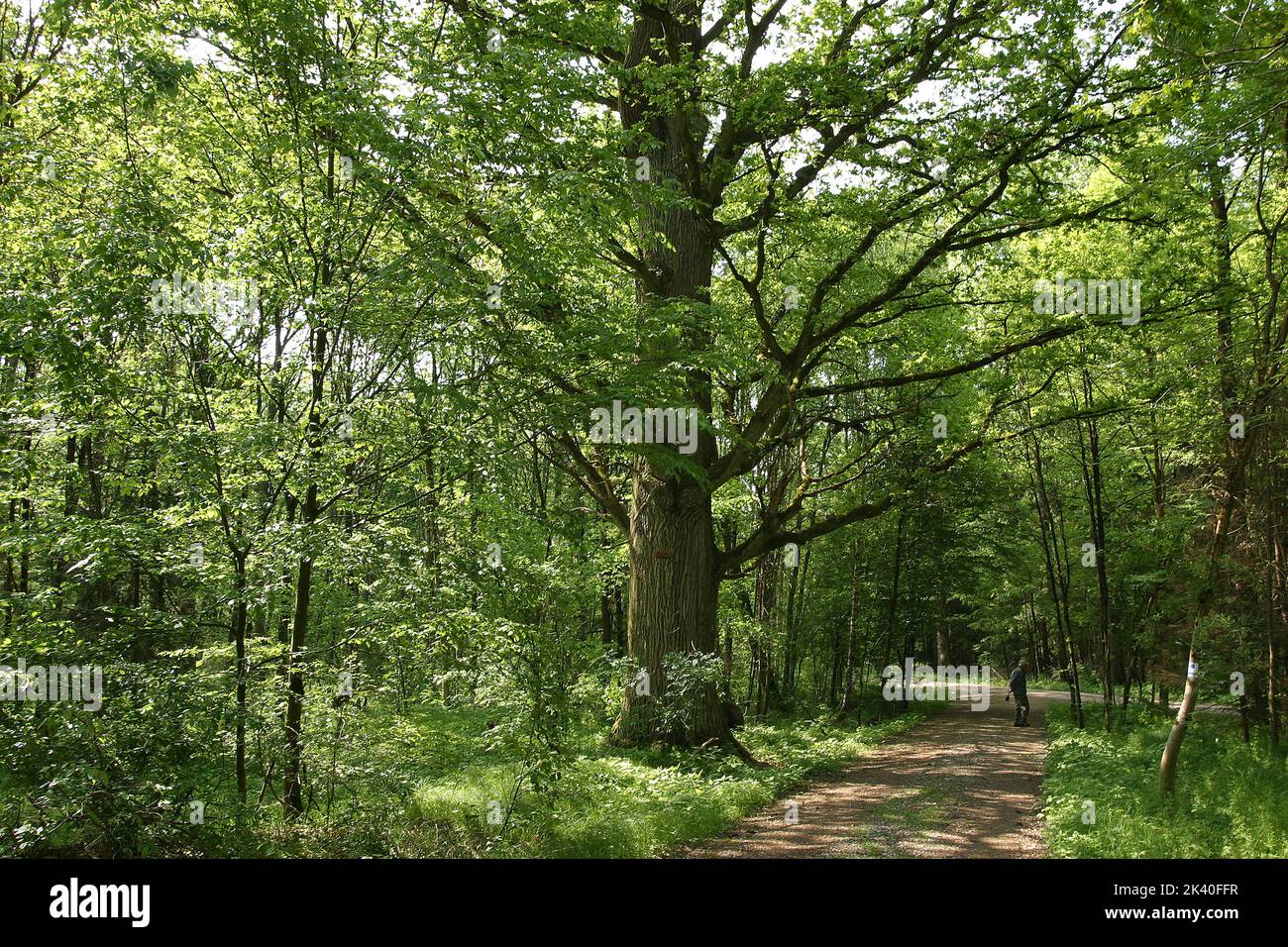 oak (Quercus spec.), Ludwig oak at the Nuernberger Reichswald, Germany ...