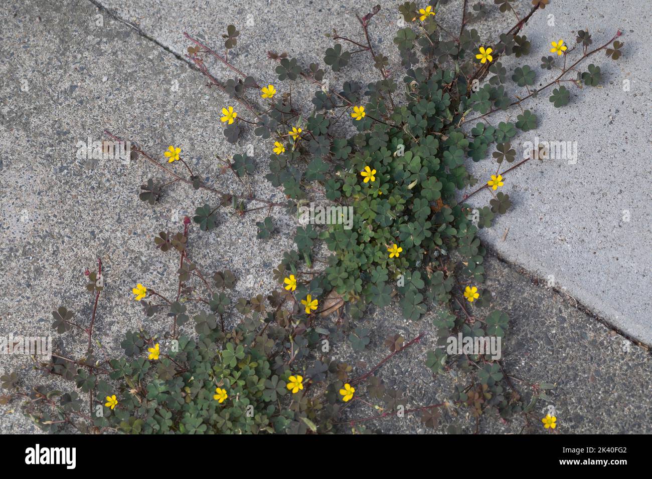 Procumbent yellow sorrels hi-res stock photography and images - Alamy