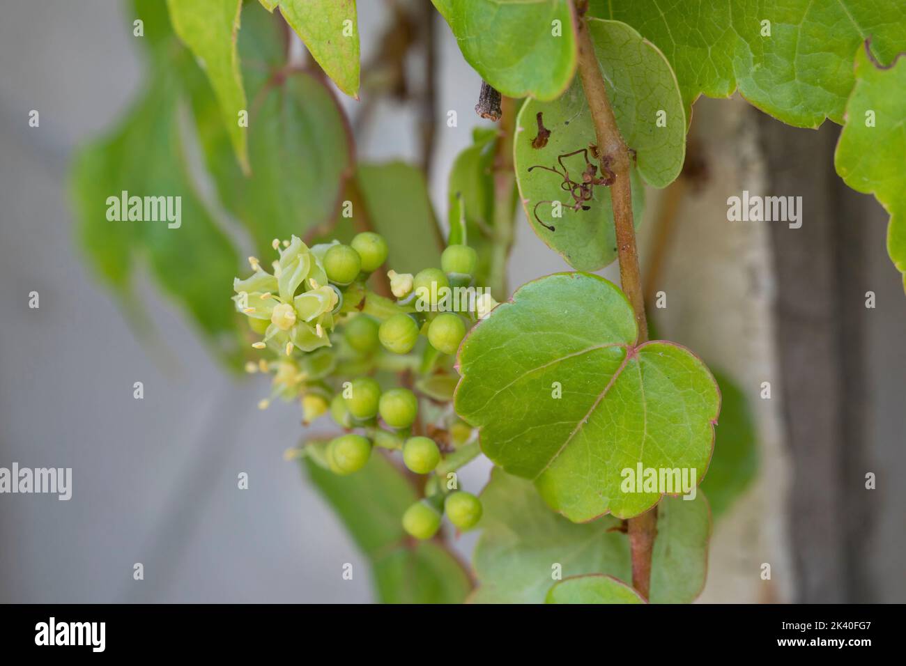 Boston ivy, Japanese creeper (Parthenocissus tricuspidata), blooming ...