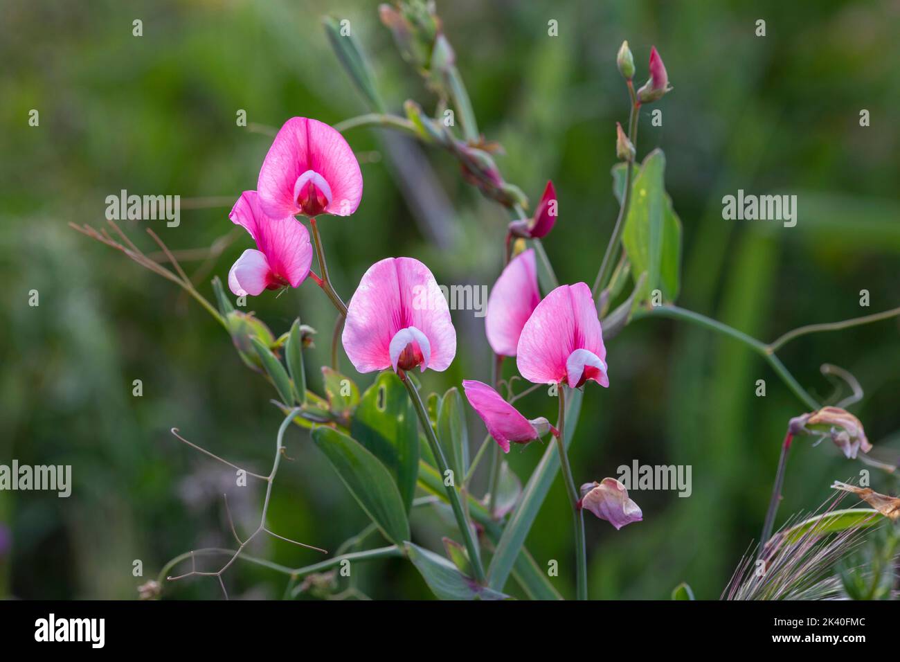Blooms with backlight hi-res stock photography and images - Alamy