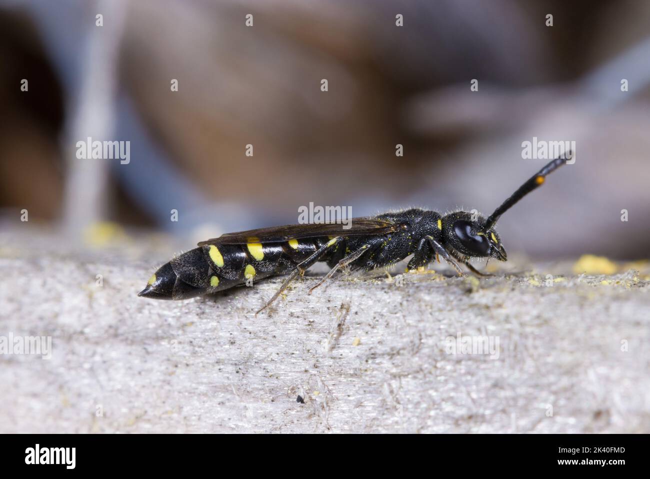 Common European sapygid wasp (Sapyga clavicornis, Monosapyga ...