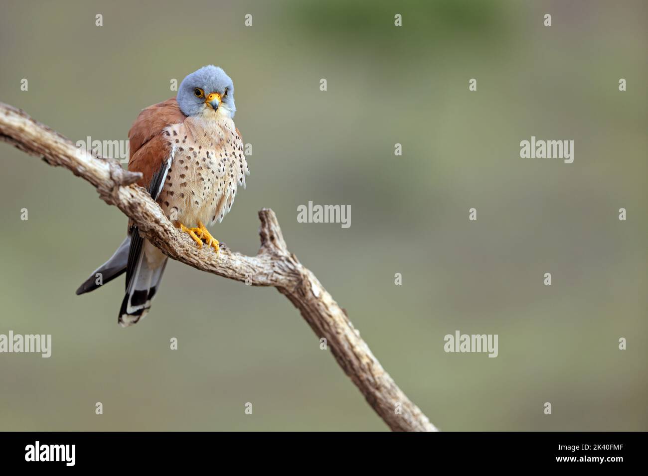 Lesser kestrel perched on branch hi-res stock photography and images ...