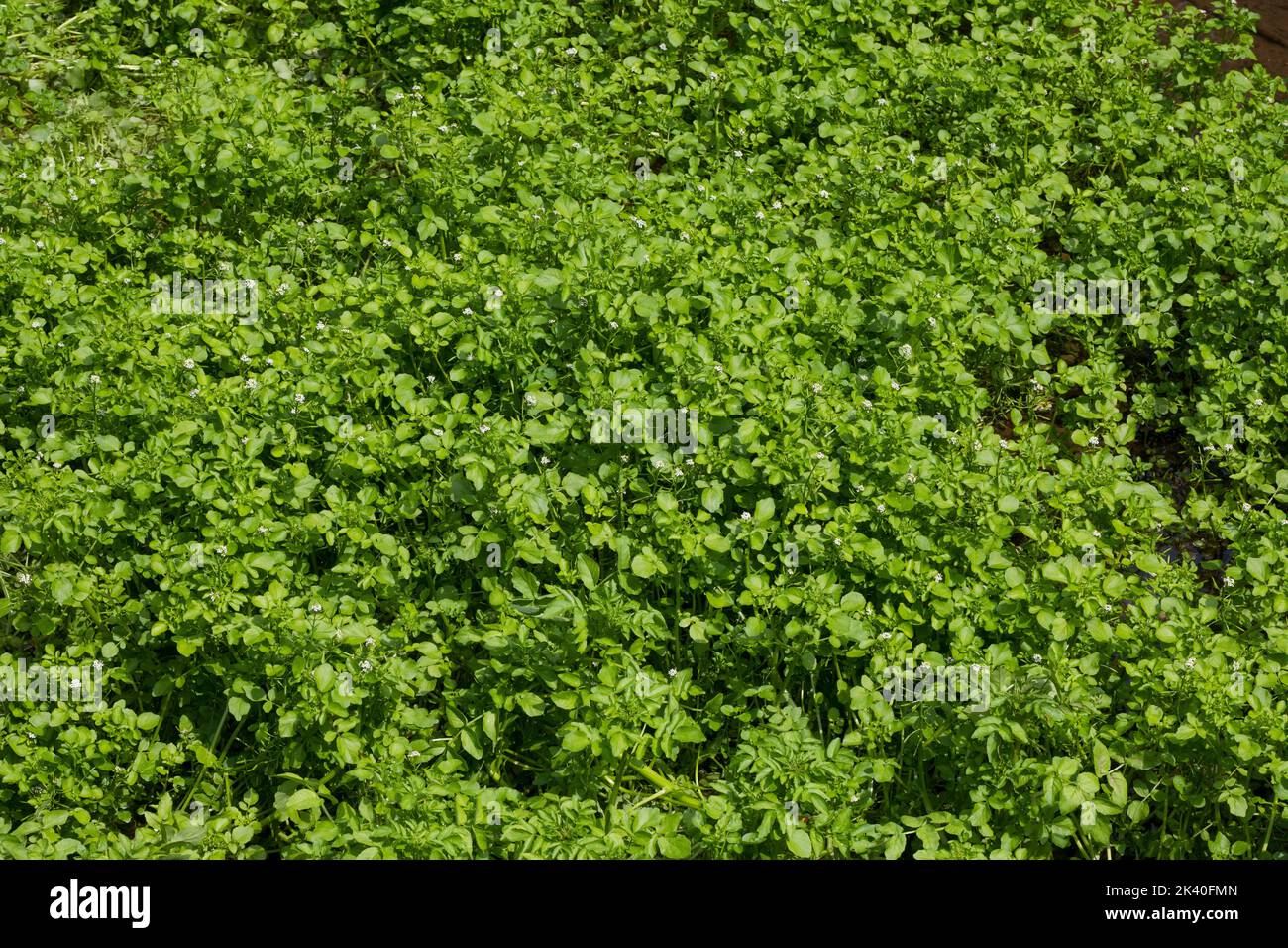 true watercress (Nasturtium officinale), group, Germany Stock Photo - Alamy