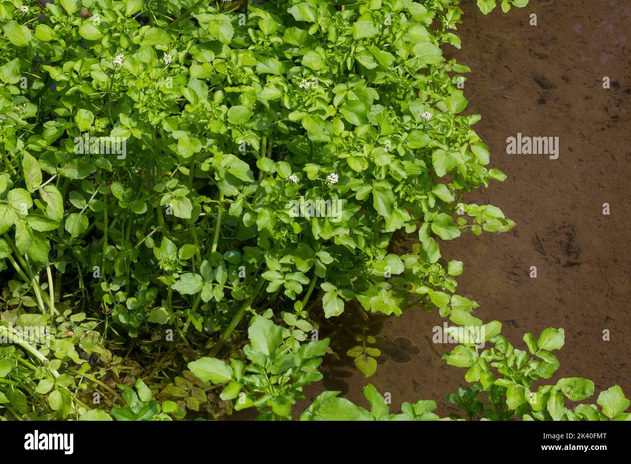 true watercress (Nasturtium officinale), bloooming a water, Germany ...