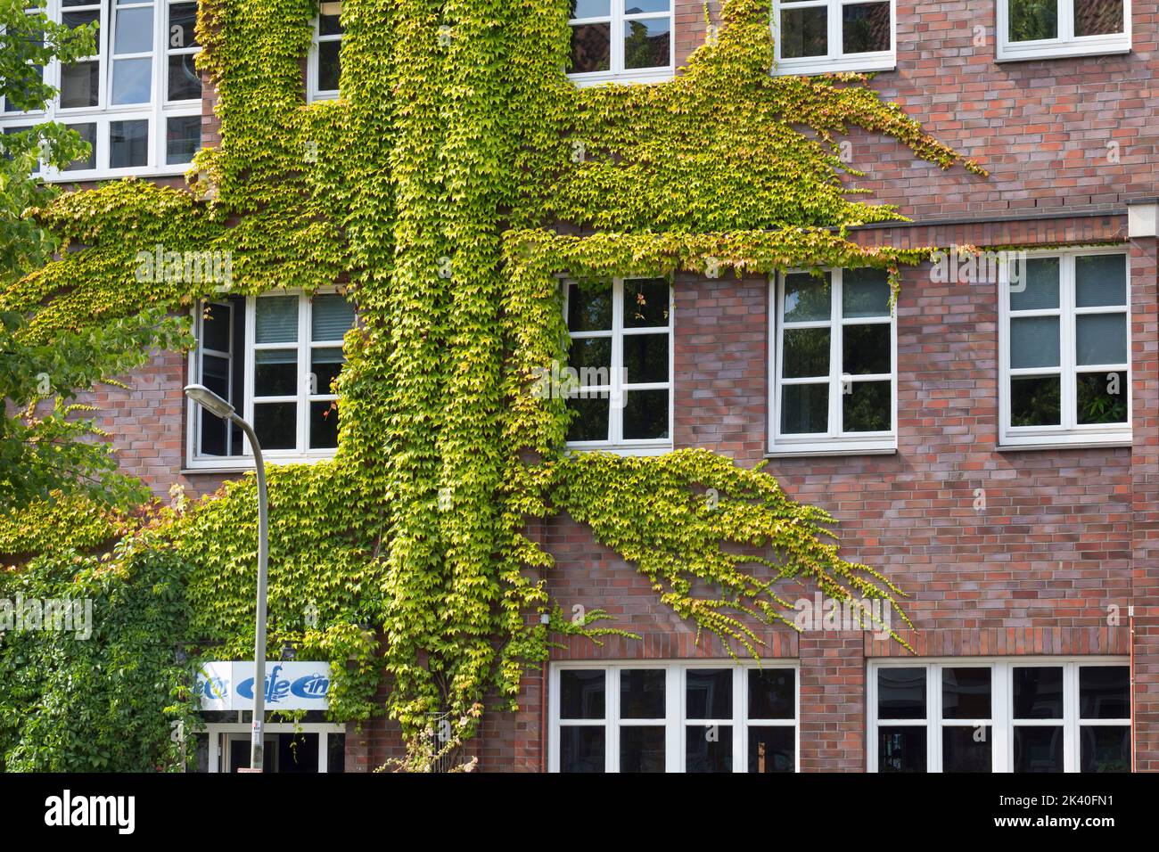 Boston ivy, Japanese creeper (Parthenocissus tricuspidata), climbing at ...