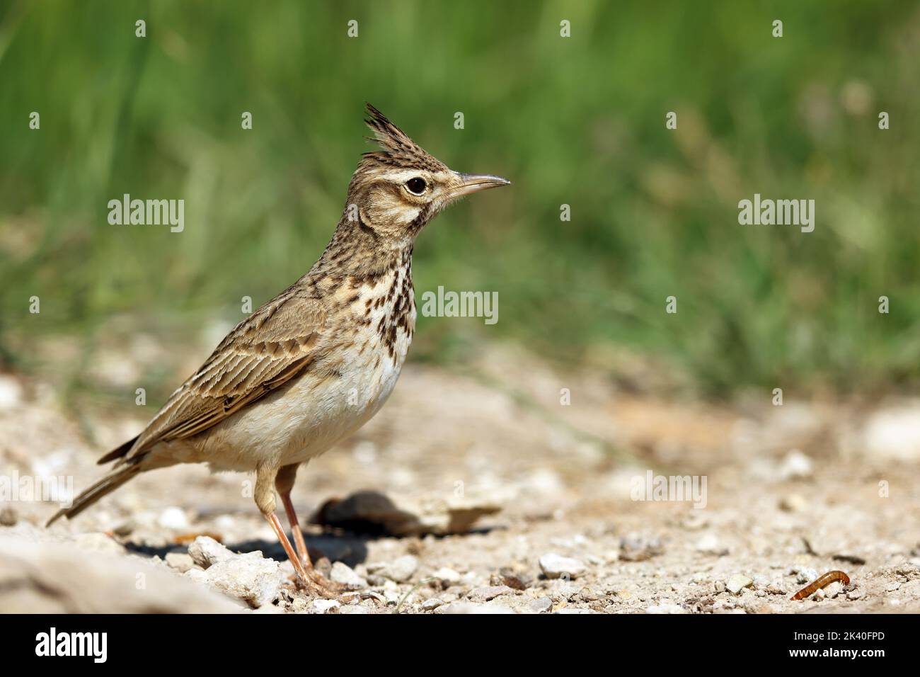 Crested lark stands hi-res stock photography and images - Alamy