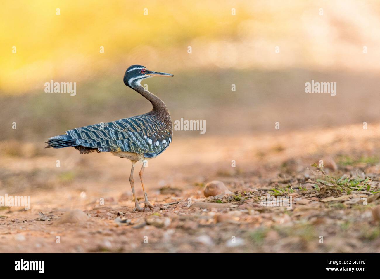 sun-bittern, sunbittern (Eurypyga helias), stands on the ground, Brazil ...