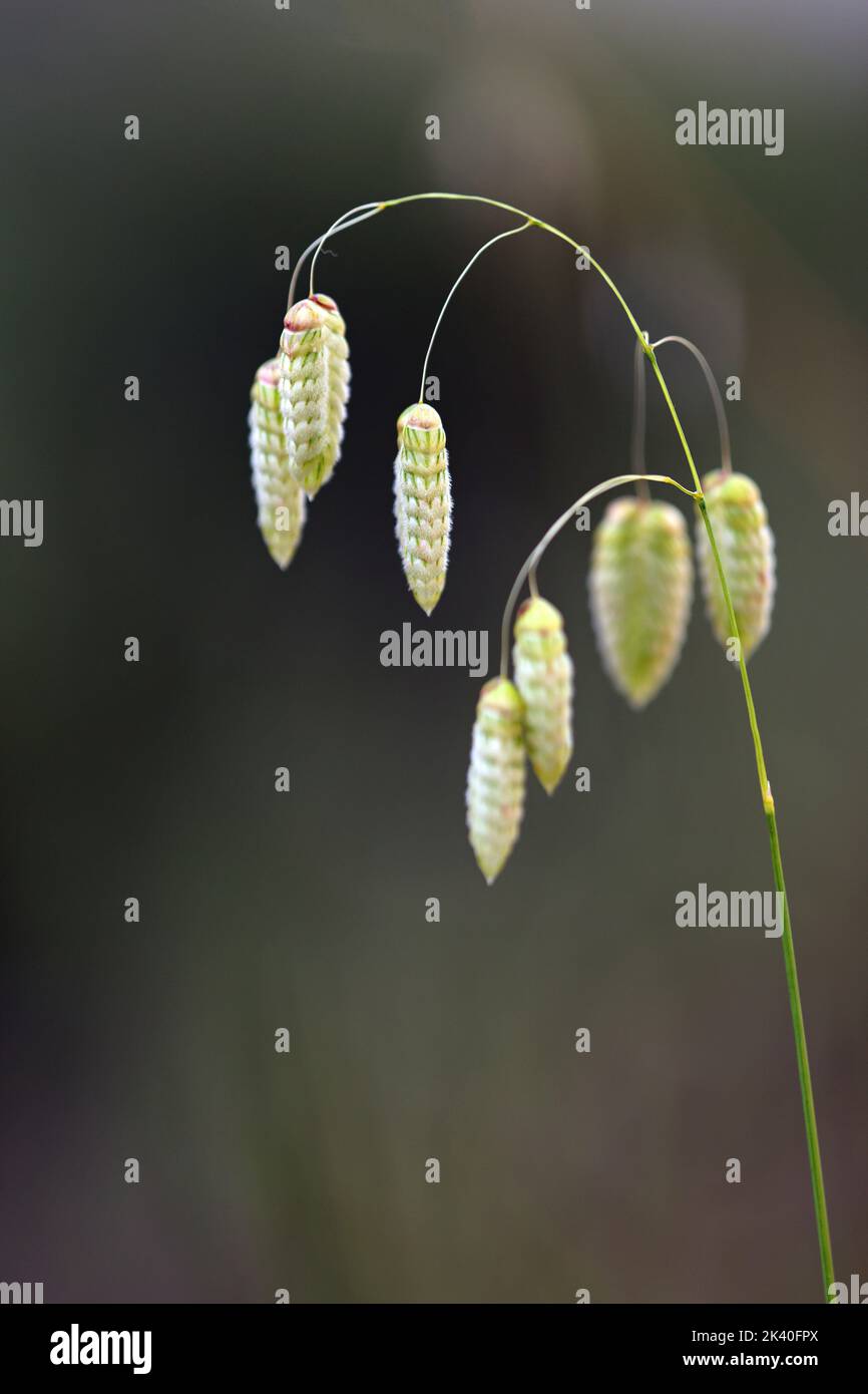 great quaking-grass (Briza maxima), panicle, Spain, Extremadura ...