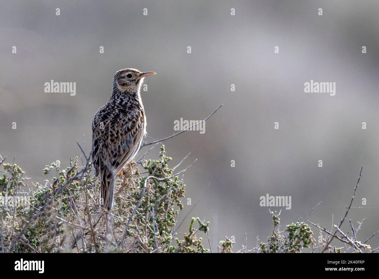 Dupont's lark hi-res stock photography and images - Alamy