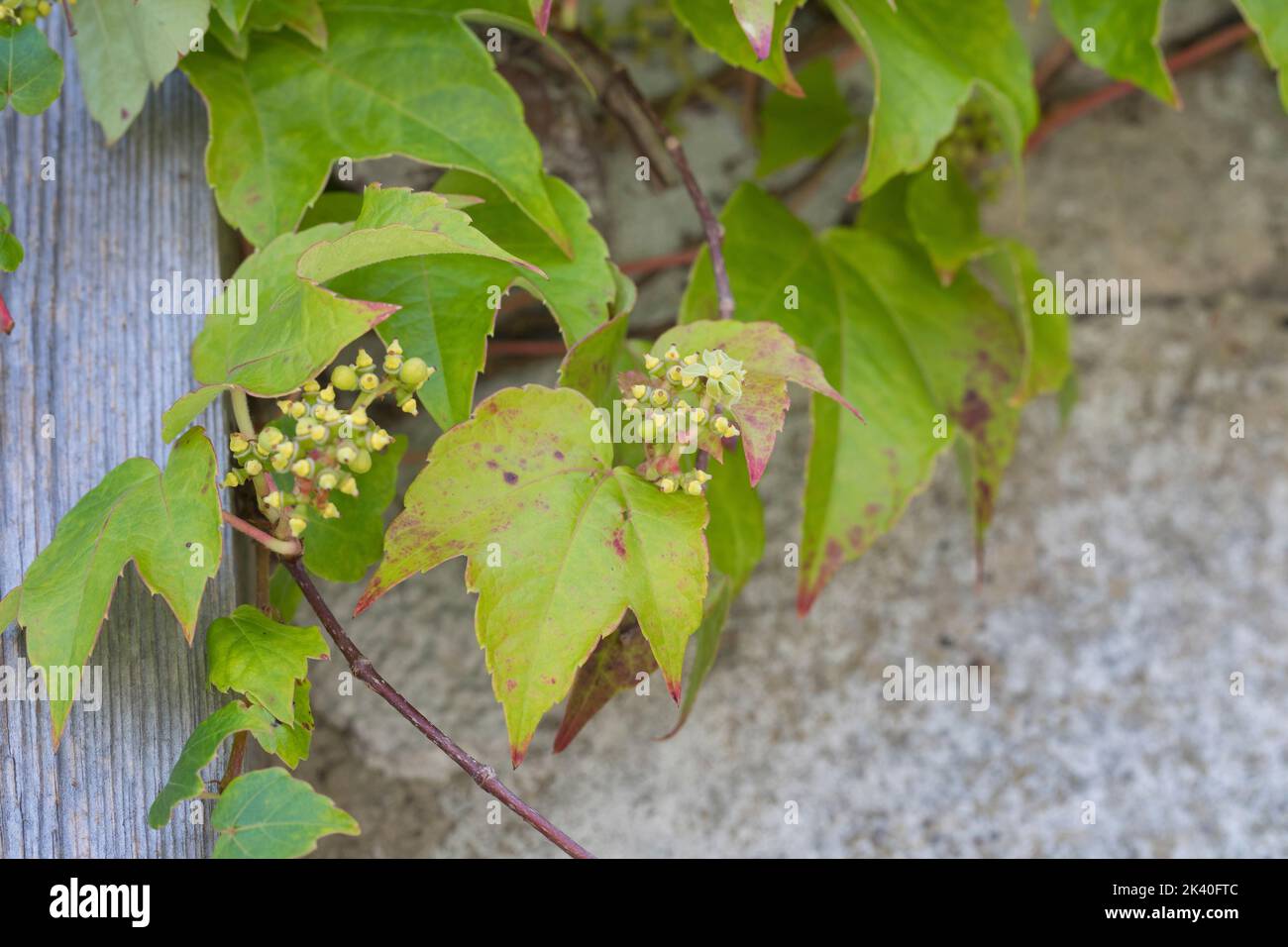 Boston ivy, Japanese creeper (Parthenocissus tricuspidata), blooming ...