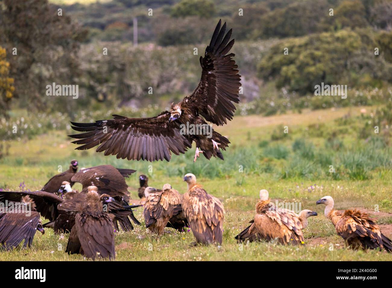 Vultures alighting hi-res stock photography and images - Alamy