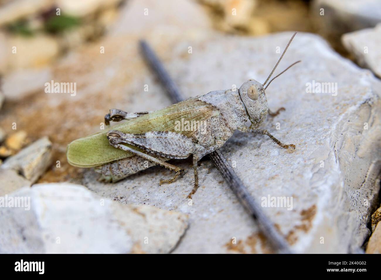 Red winged grasshopper hi-res stock photography and images - Alamy