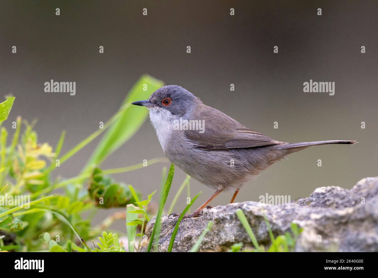 sardinian warbler (Sylvia melanocephala), female stands on a stone ...