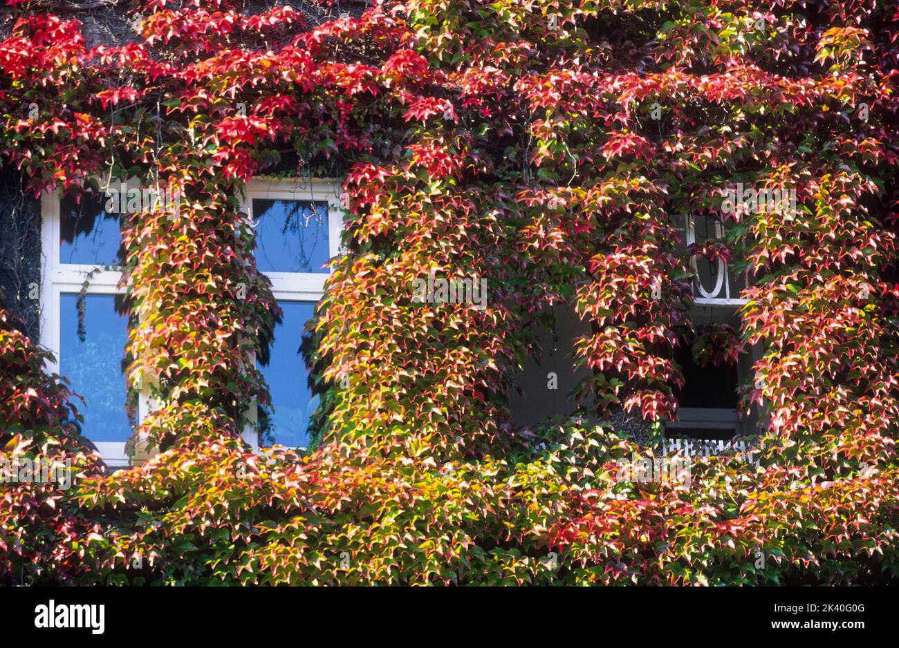 Boston ivy, Japanese creeper (Parthenocissus tricuspidata), climbing at ...
