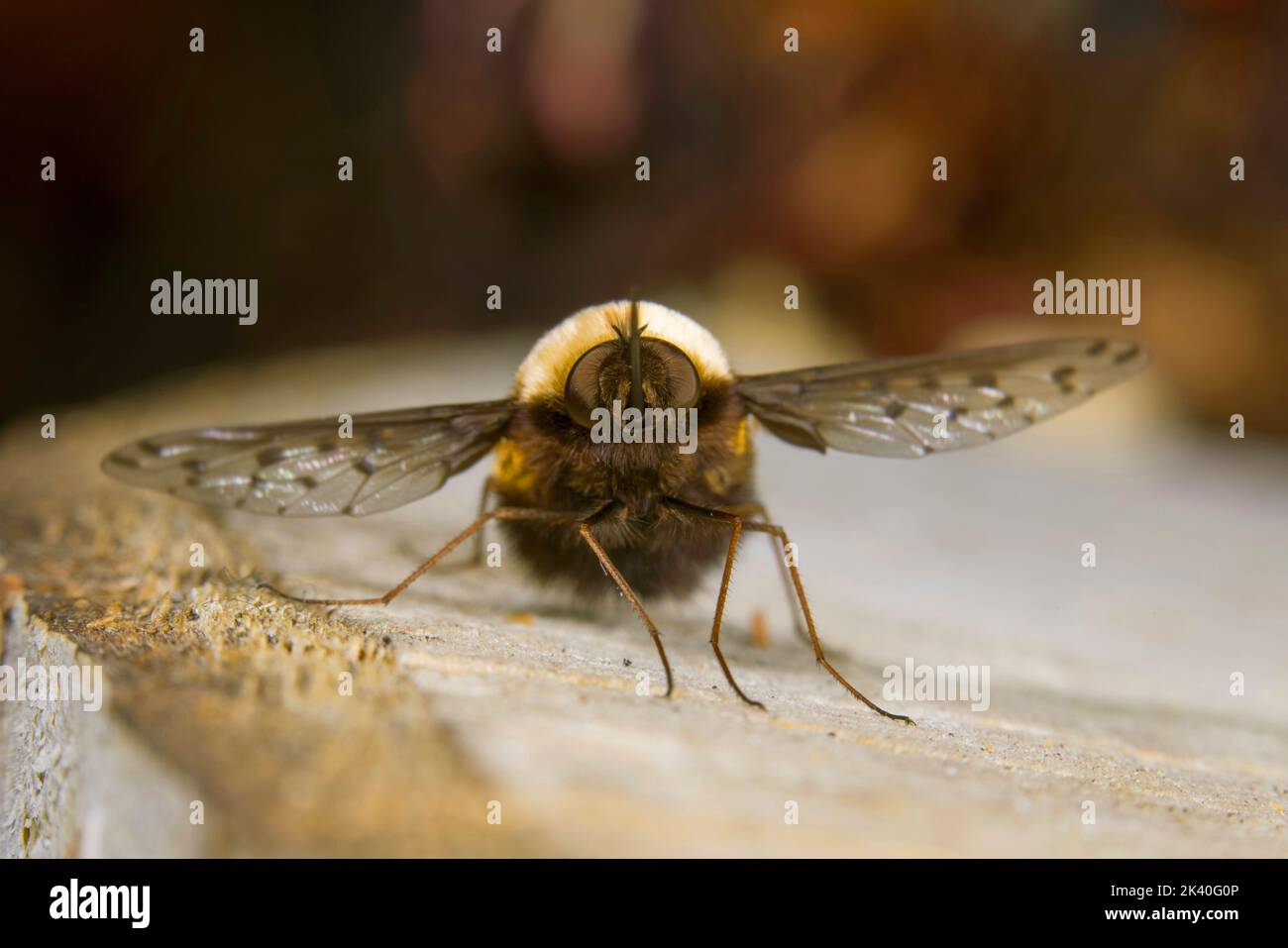 Dotted bee-fly (Bombylius discolor), sits on deadwood, Germany Stock ...