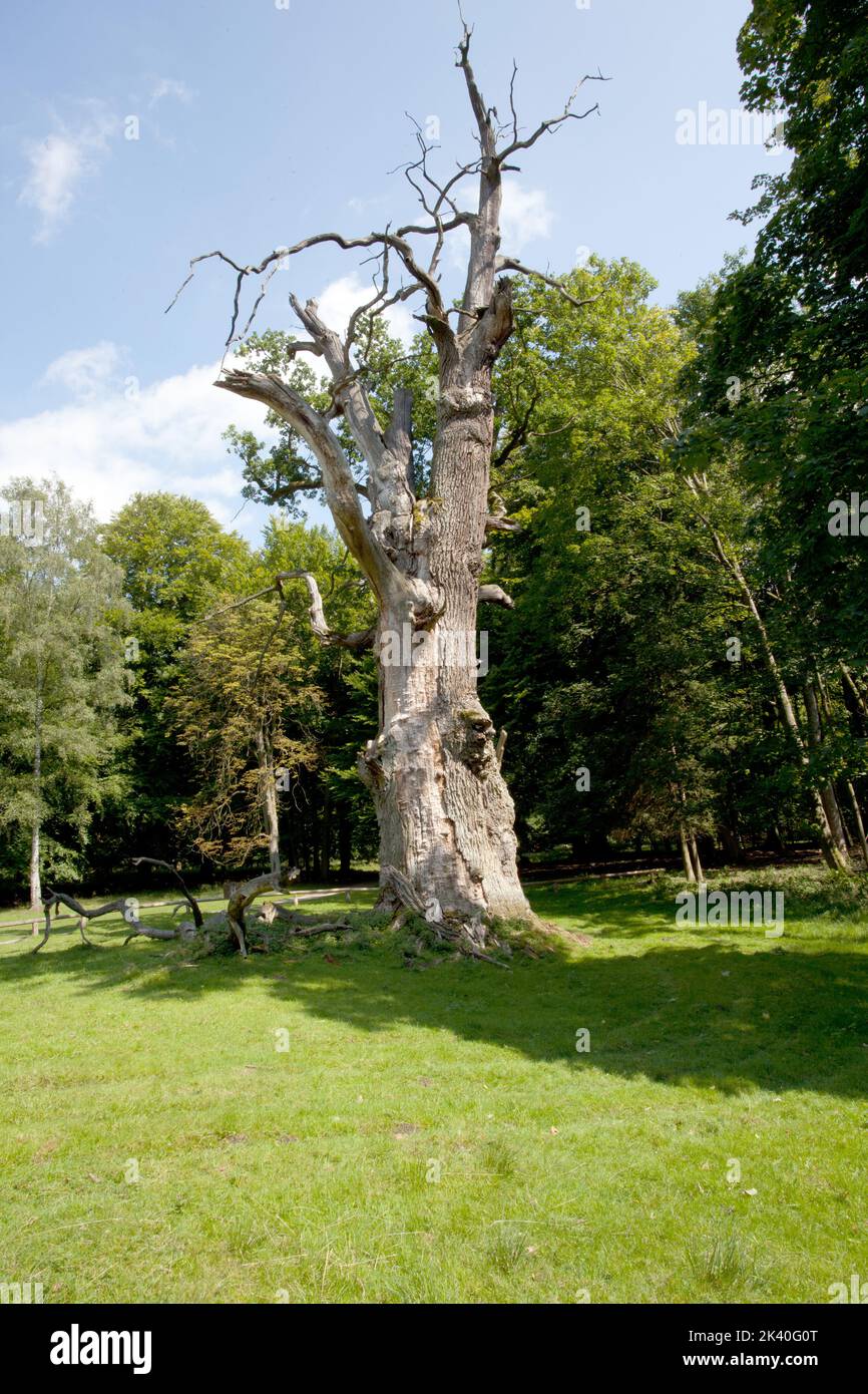 common oak, pedunculate oak, English oak (Quercus robur, Quercus ...