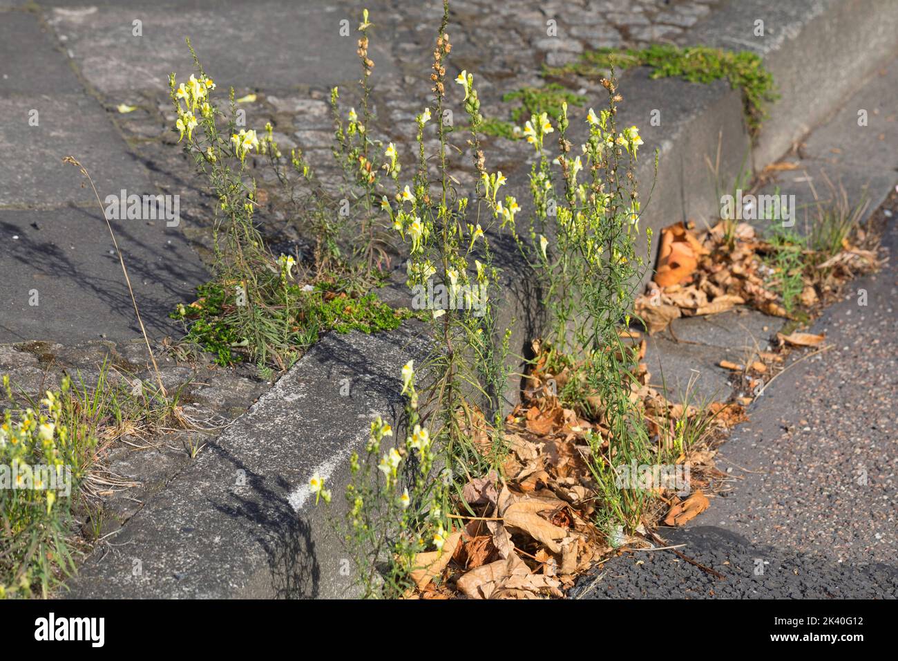 common toadflax, yellow toadflax, ramsted, butter and eggs (Linaria ...