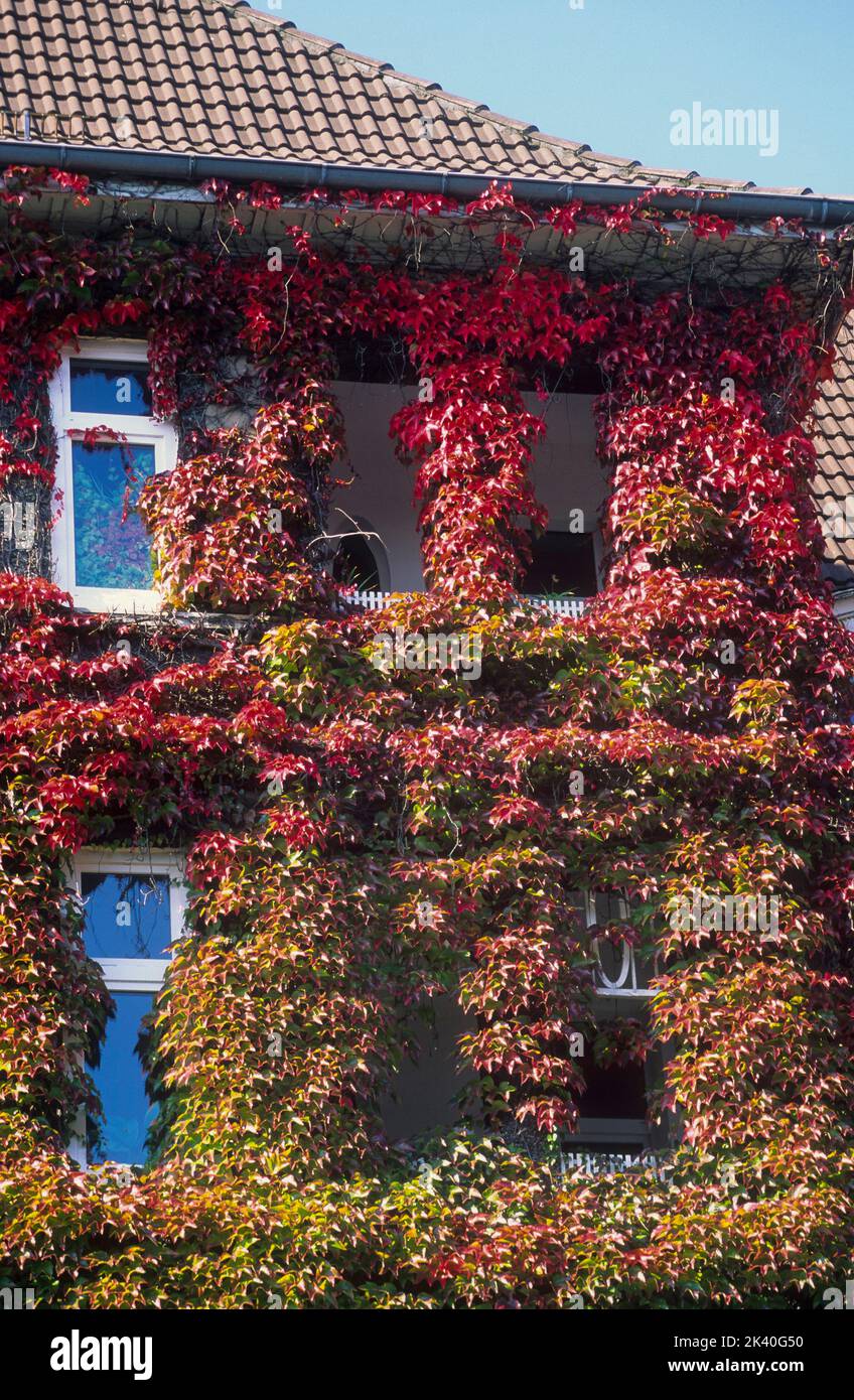 Boston ivy, Japanese creeper (Parthenocissus tricuspidata), climbing at ...