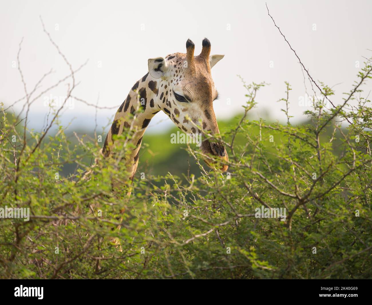 Giraffe behind tree hi-res stock photography and images - Alamy