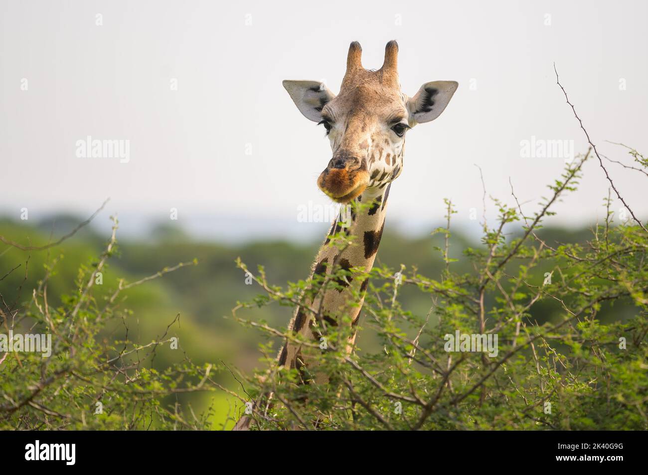 Giraffe behind tree hi-res stock photography and images - Alamy