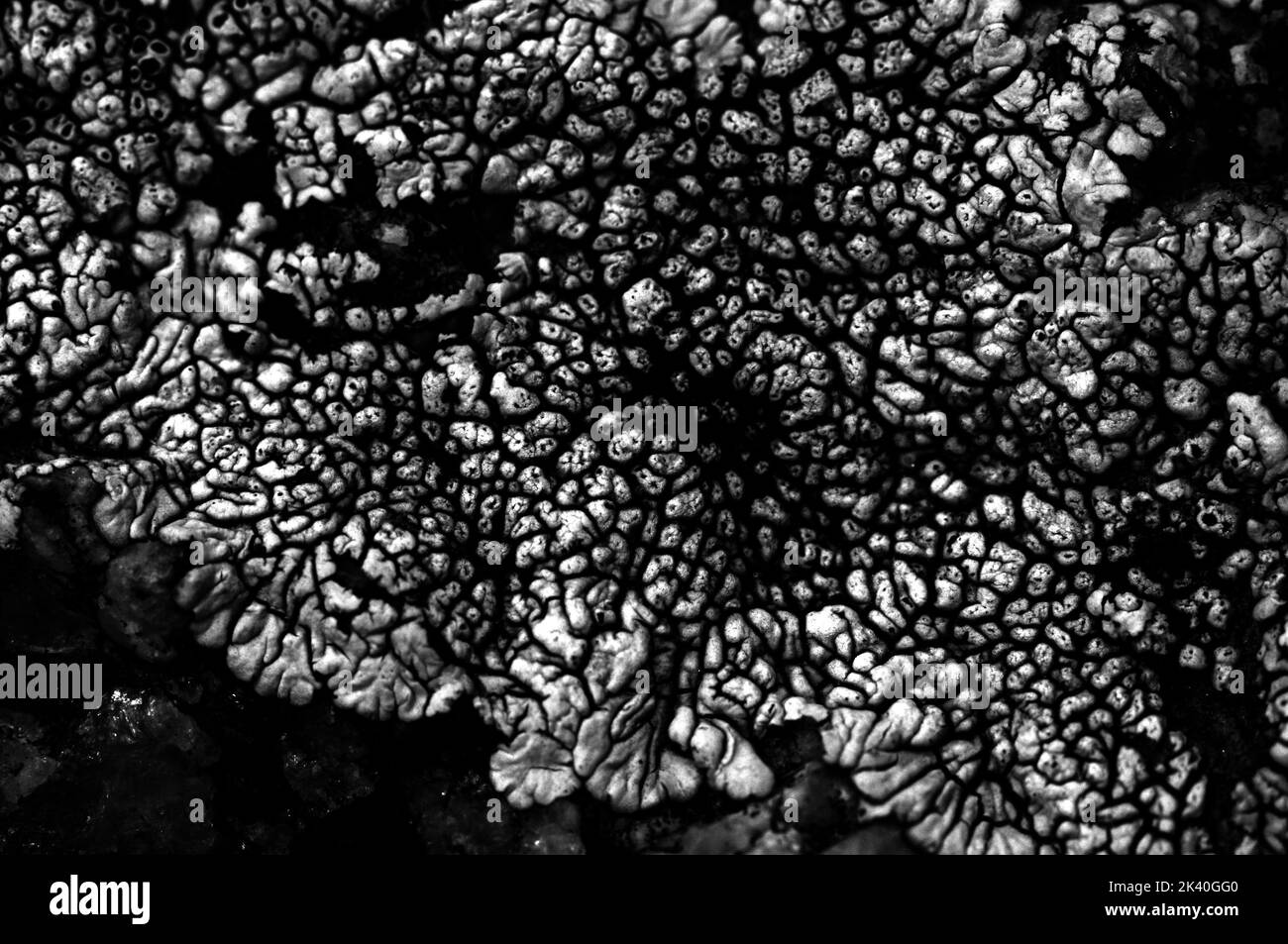 Bark of tree. Seamless Tileable Texture stock photo Stock Photo - Alamy