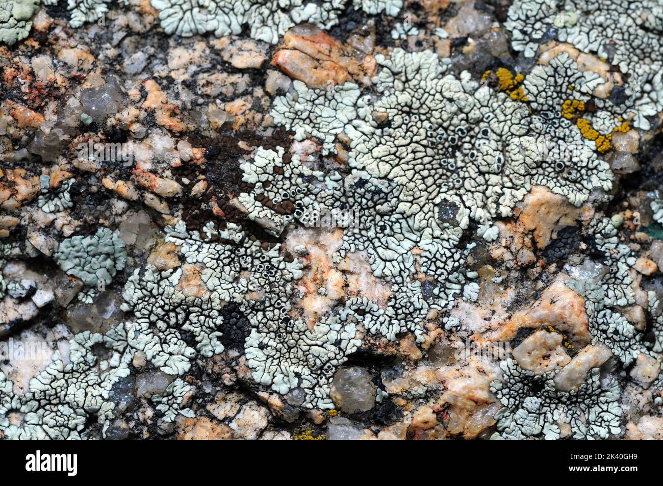 Bark of tree. Seamless Tileable Texture stock photo Stock Photo - Alamy