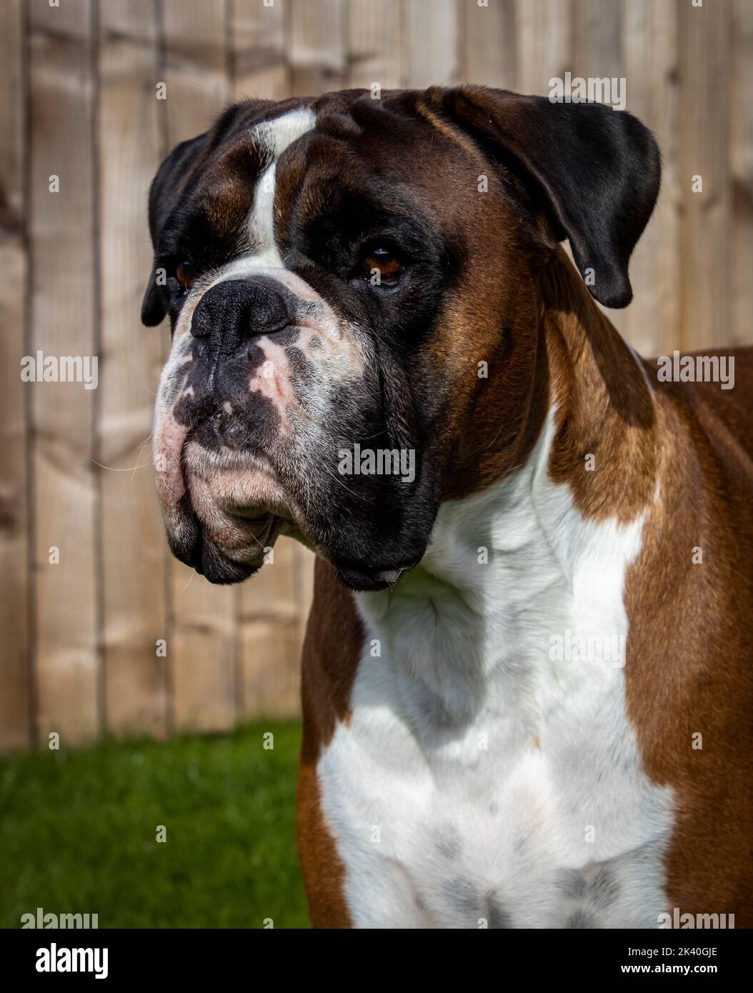 Mans best friend. Boxer dog keeping eyes on his owner Stock Photo - Alamy