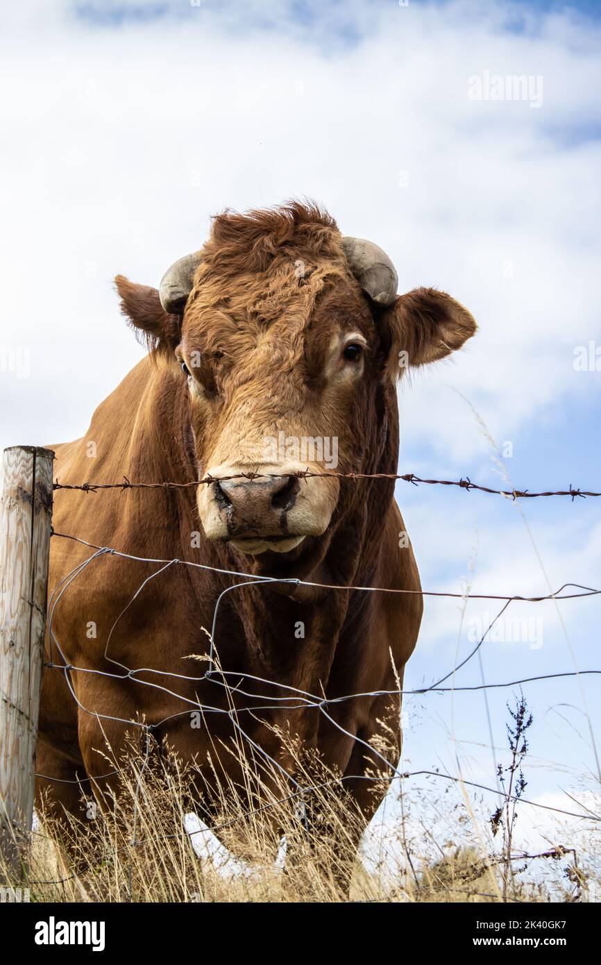 Beautiful Bull behind barbed wire in Lancashire UK Stock Photo - Alamy