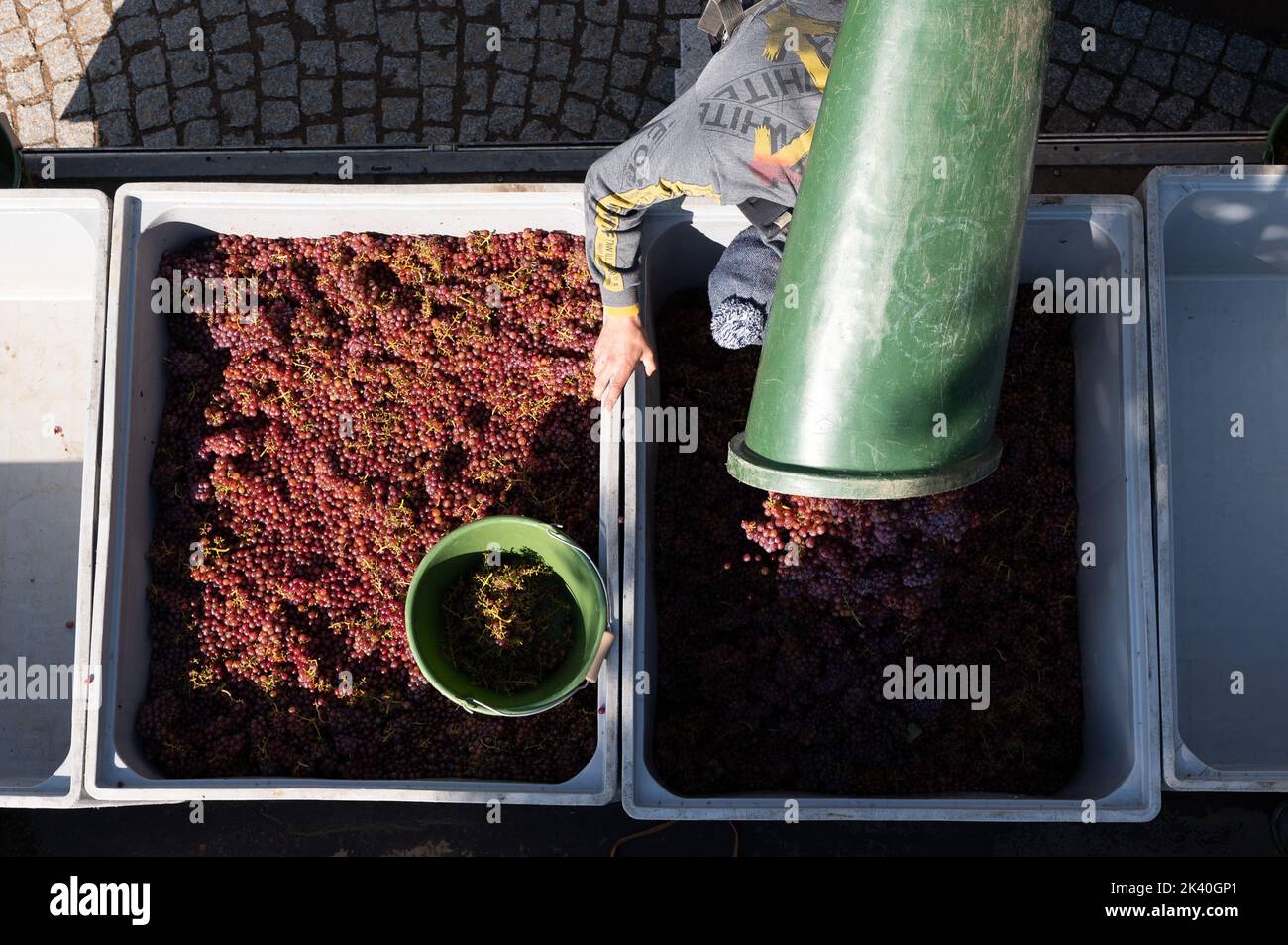 Radebeul, Germany. 29th Sep, 2022. A vintner dumps grapes of the white ...