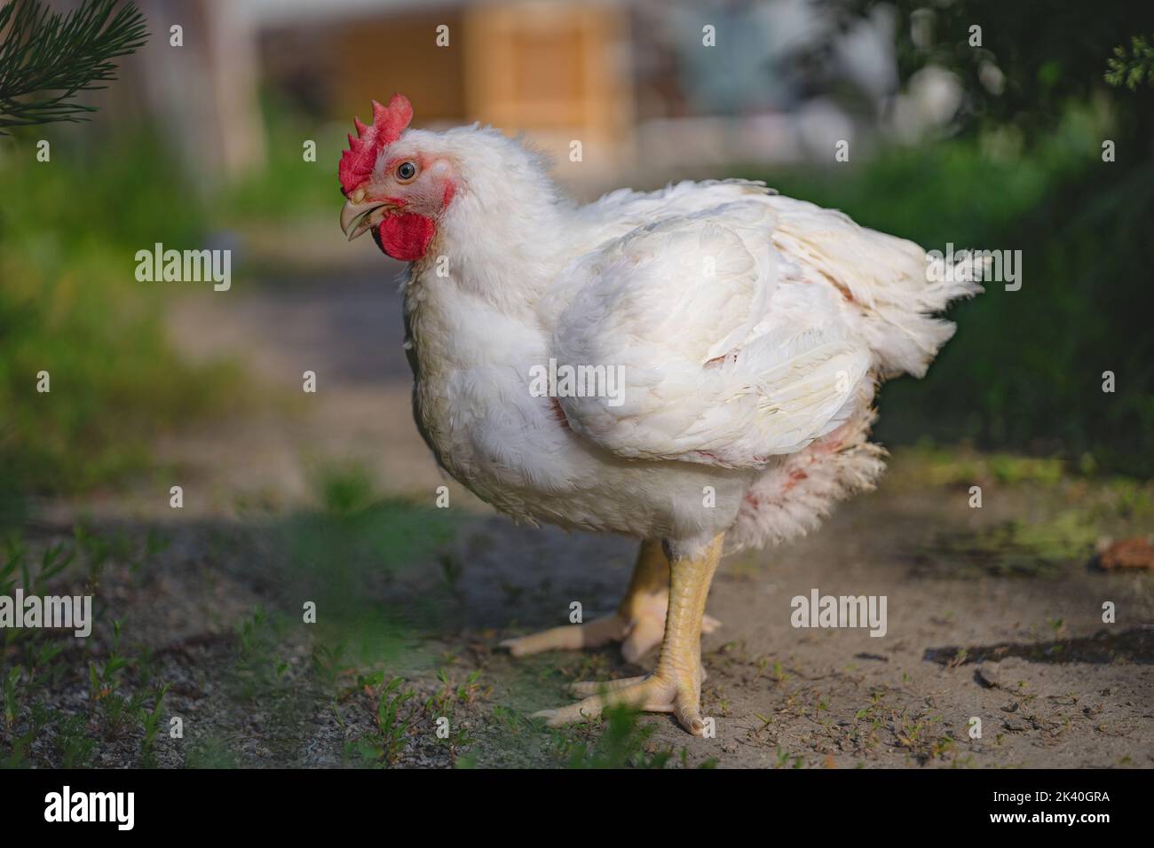Chicken broiler. Poultry farm. White chicken walkinng in a farm garden ...