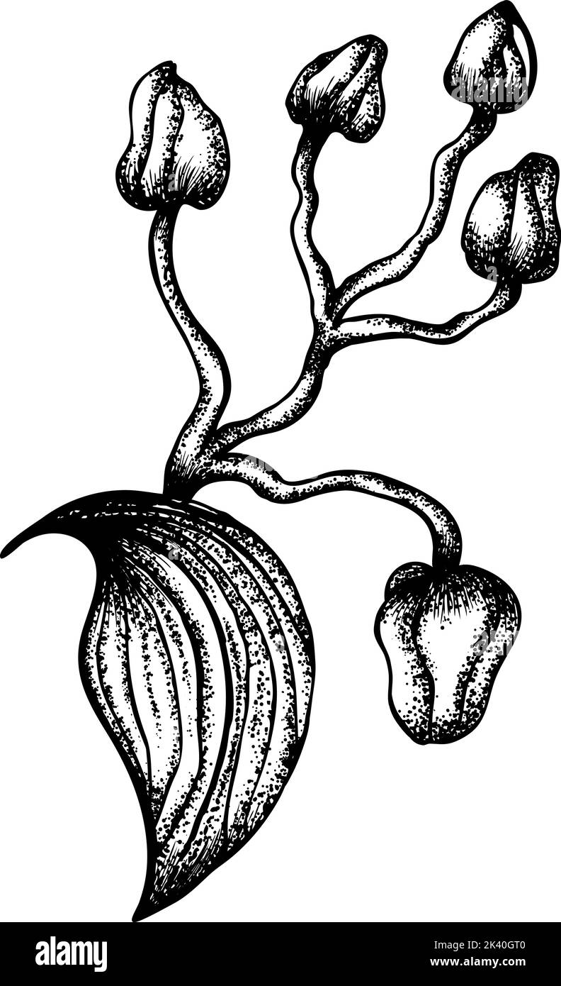 Branch with orchid buds line art Stock Vector Image & Art - Alamy