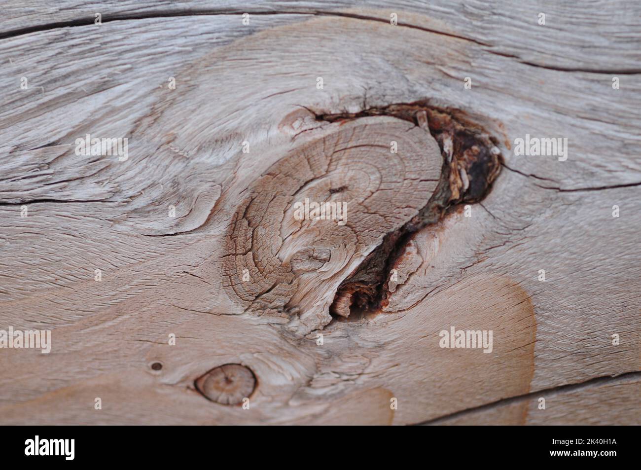 Cross section of dried wood core stock photo Stock Photo - Alamy