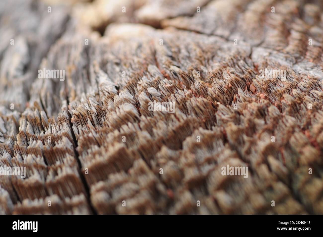 Cross section of dried wood core stock photo Stock Photo - Alamy