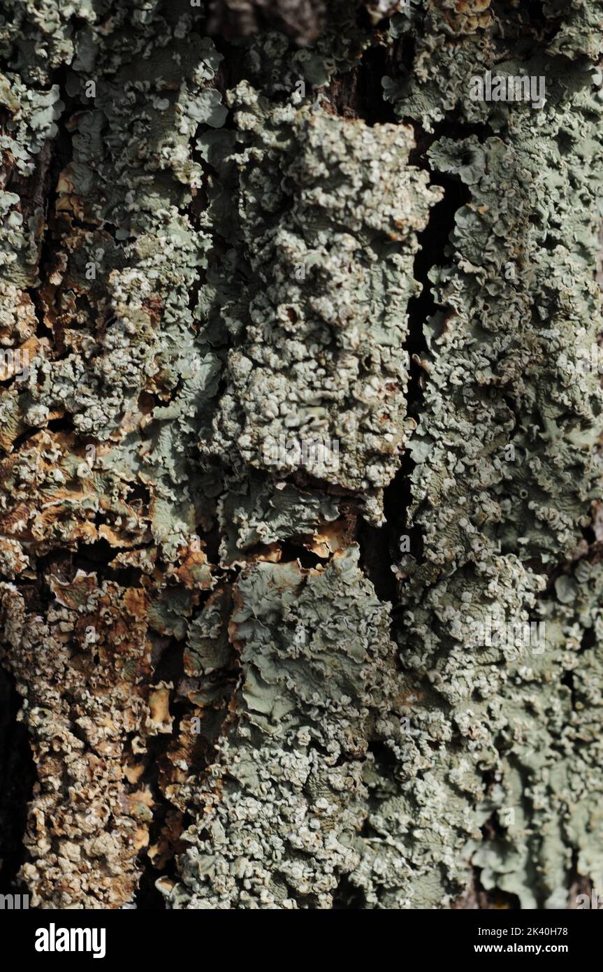 Bark of Elm. Seamless Tileable Texture stock photo Stock Photo - Alamy