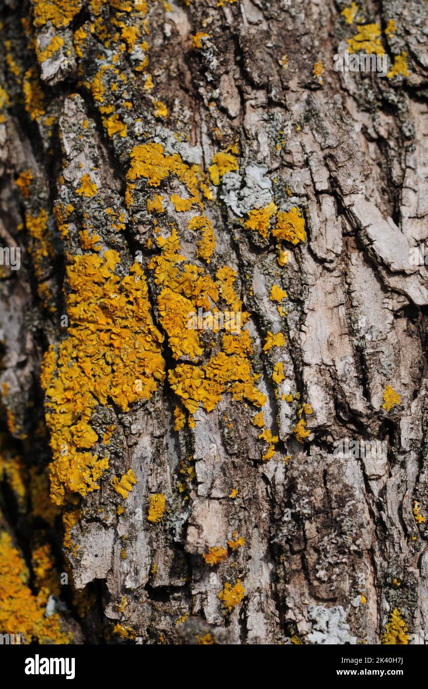 Bark of Elm. Seamless Tileable Texture stock photo Stock Photo - Alamy