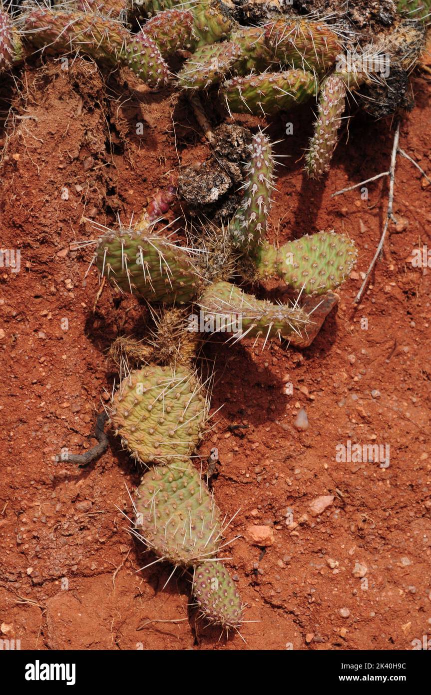 Golden barrel cactus on white hi-res stock photography and images - Alamy