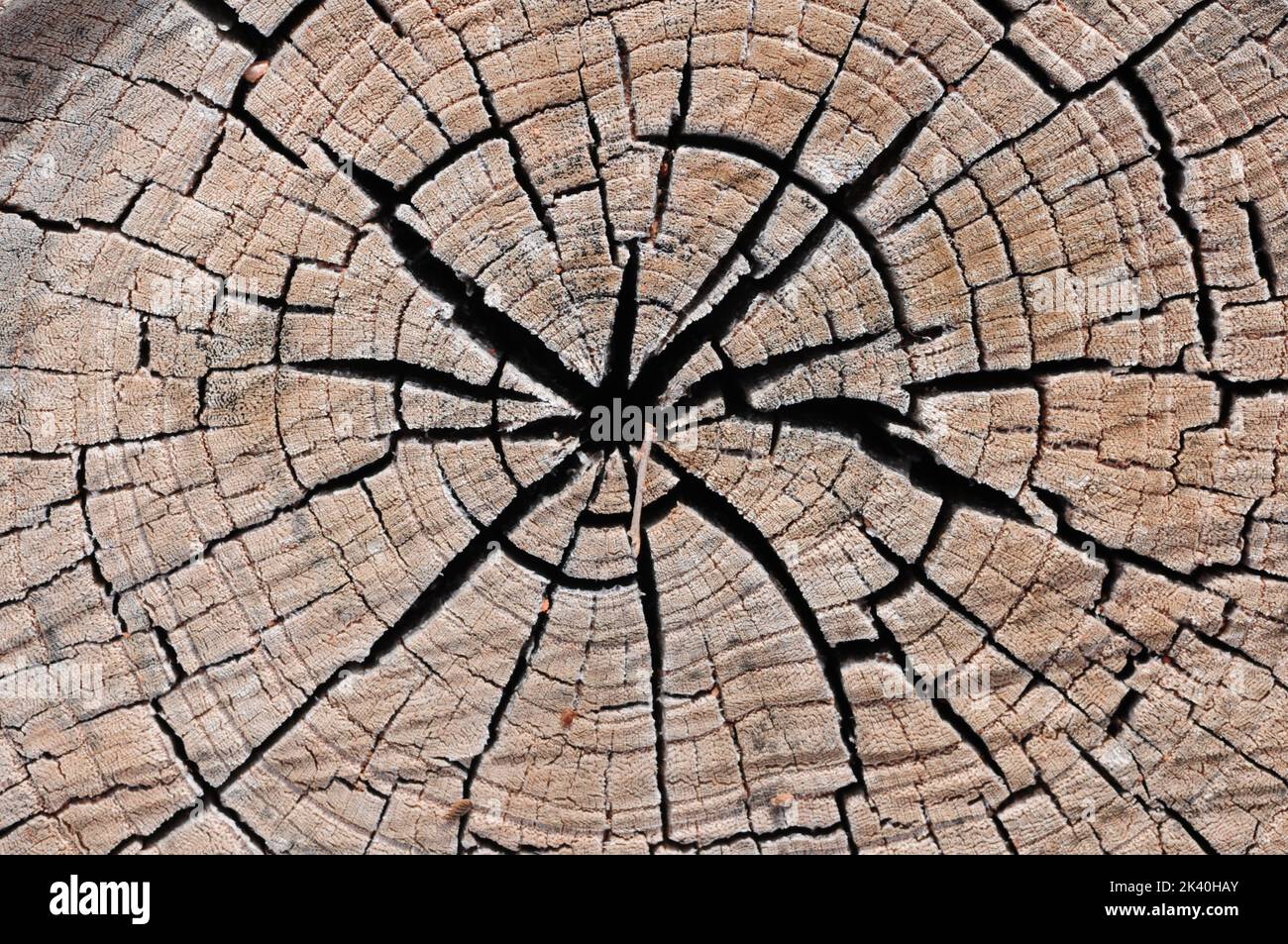 Cross section of dried wood core stock photo Stock Photo - Alamy