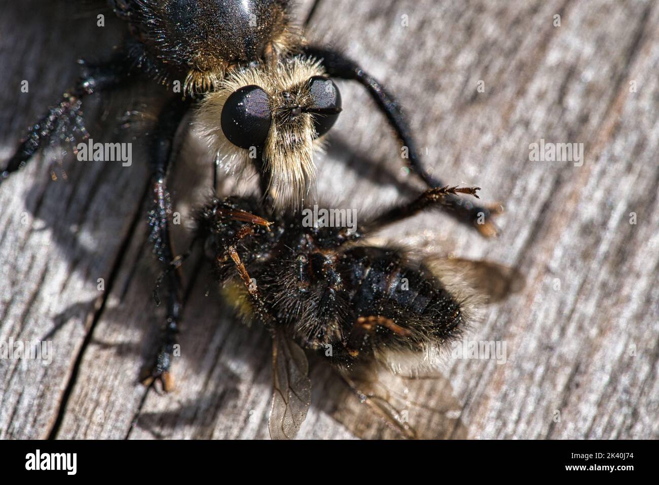 Murder wasp hi-res stock photography and images - Alamy