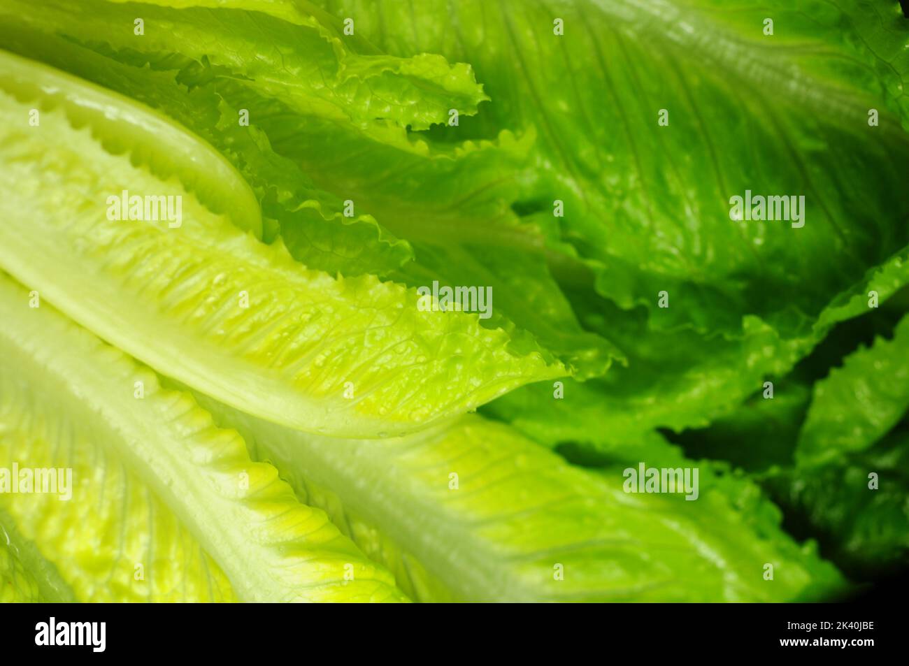 Fresh lettuce.Salad background stock photo Stock Photo - Alamy