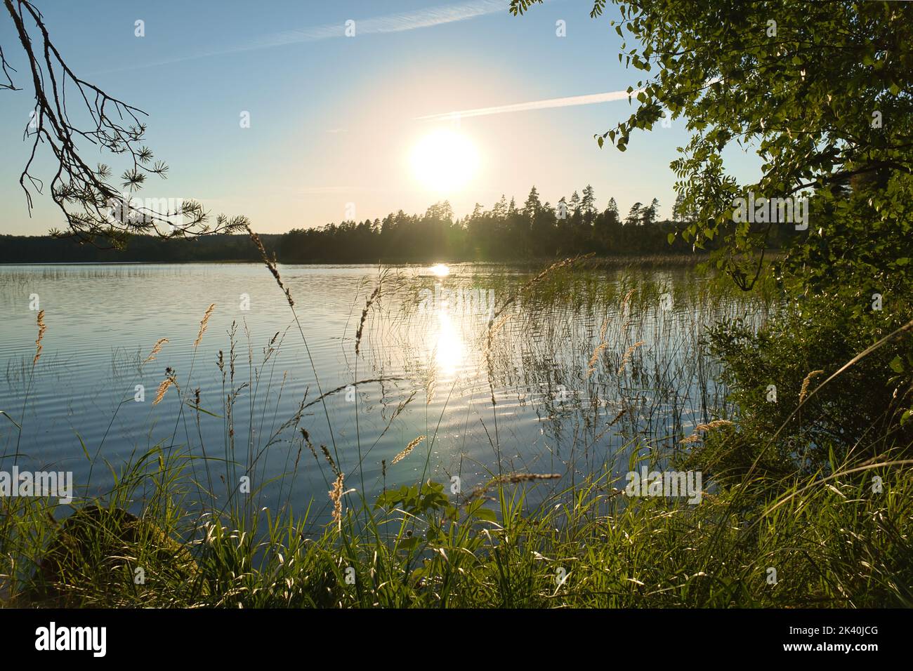 Blueberries in swedish forest hi-res stock photography and images - Alamy