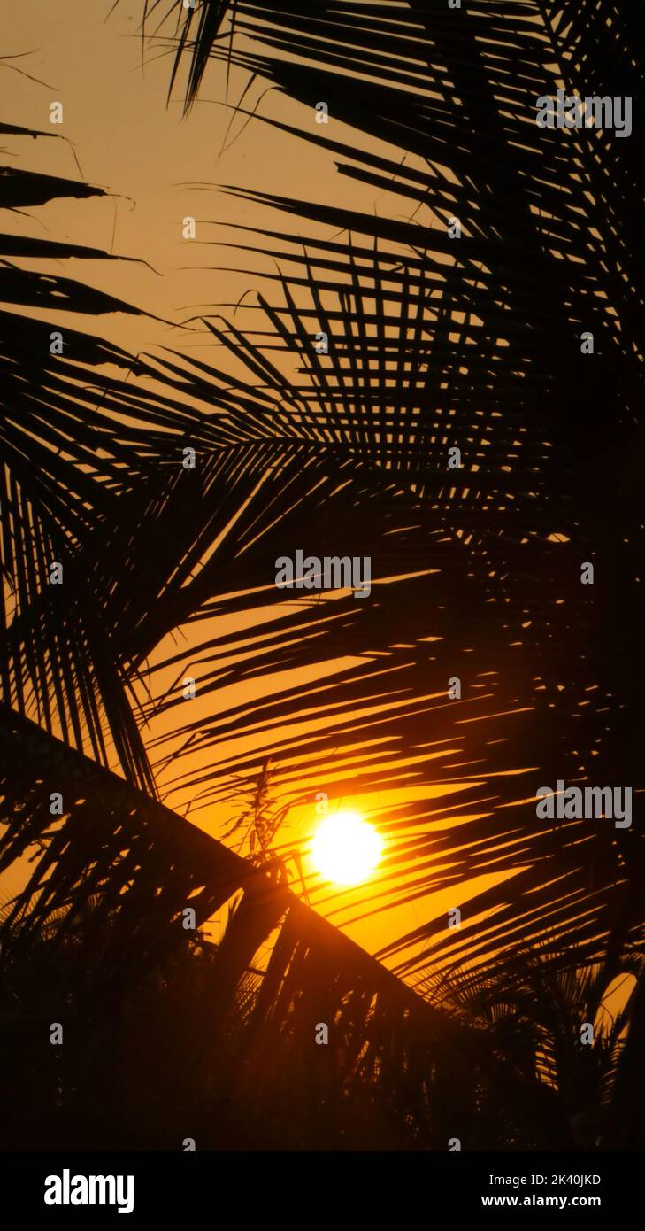 bright orange sun between coconut tree leaves during sunset in the ...