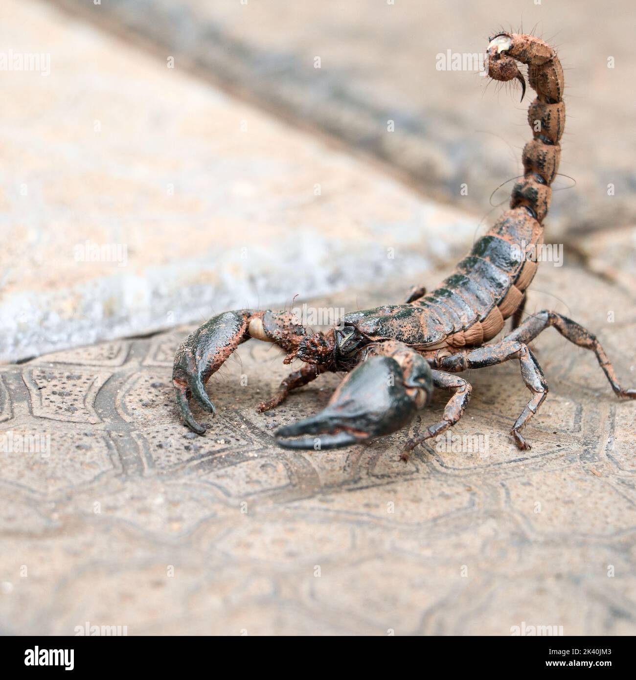 black scorpion ready to strike with its tail sting, covered in mud ...