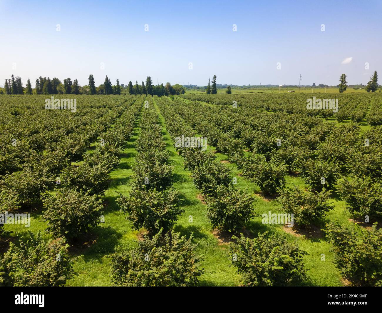 Walnut harvest georgia hi-res stock photography and images - Alamy