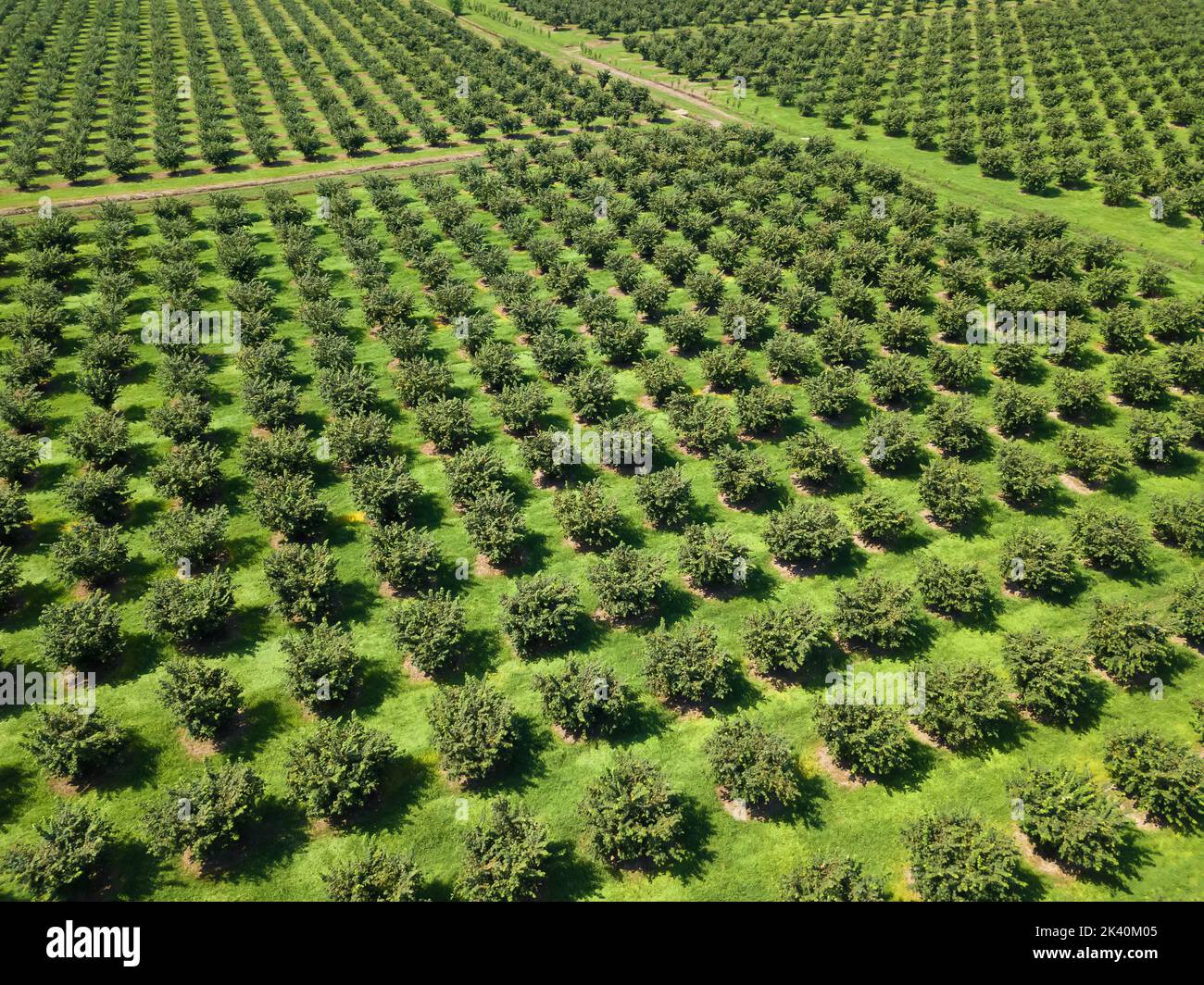 Walnut harvest georgia hi-res stock photography and images - Alamy
