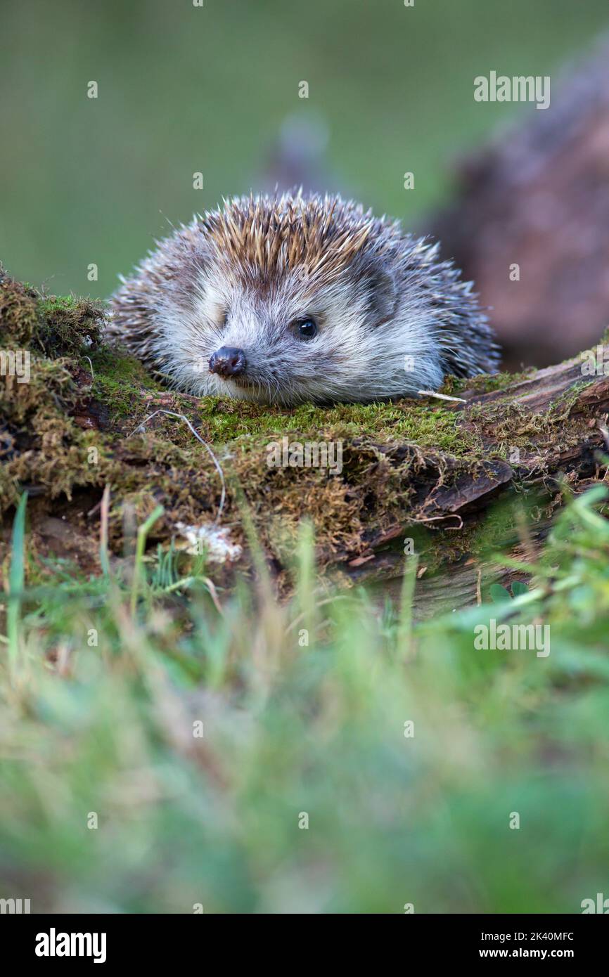 Cute northern white-breasted hedgehog (Erinaceus roumanicus) trying to ...