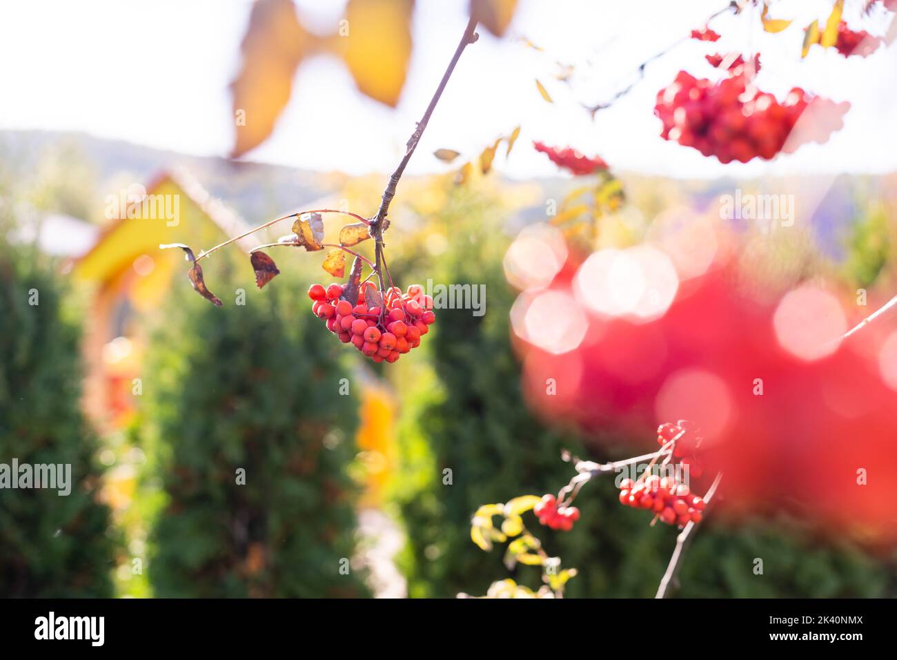 Viburnum (viburnum opulus) berries and leaves outdoor in autumn fall ...