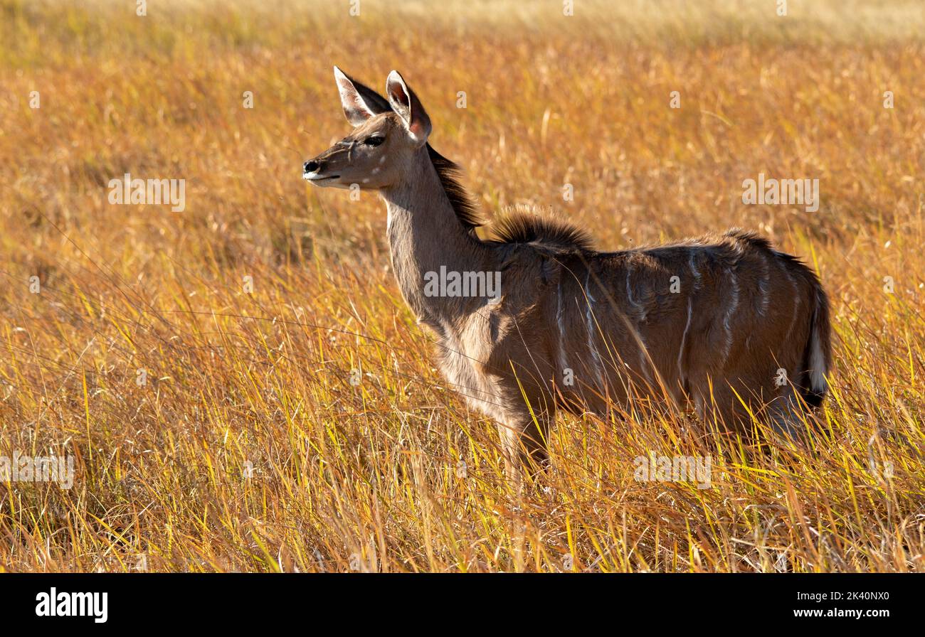 Alert greater kudu cow on the savannah in the early morning light Stock ...