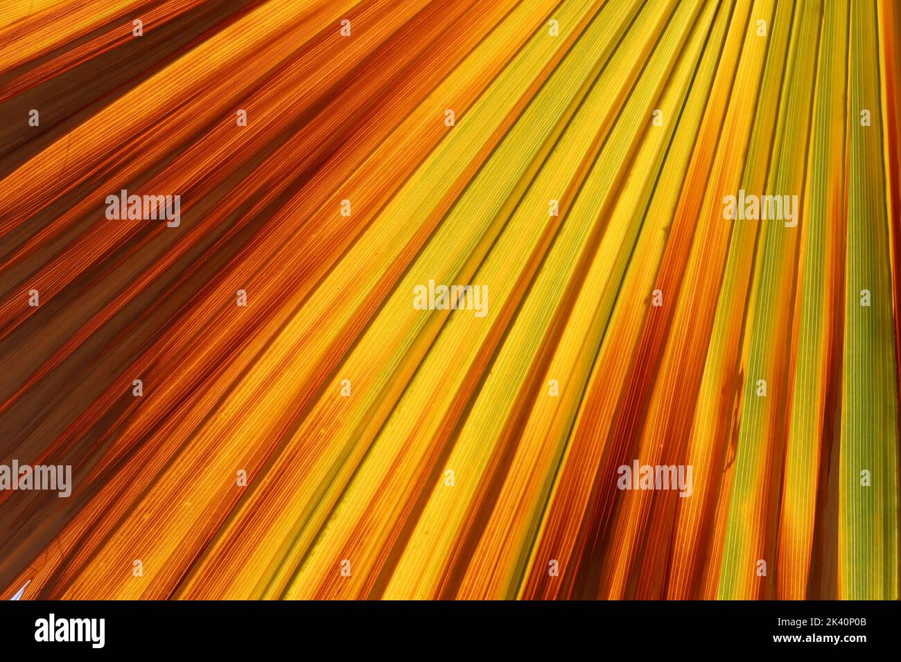 variegated colorful palm leaf for backgrounds Stock Photo - Alamy