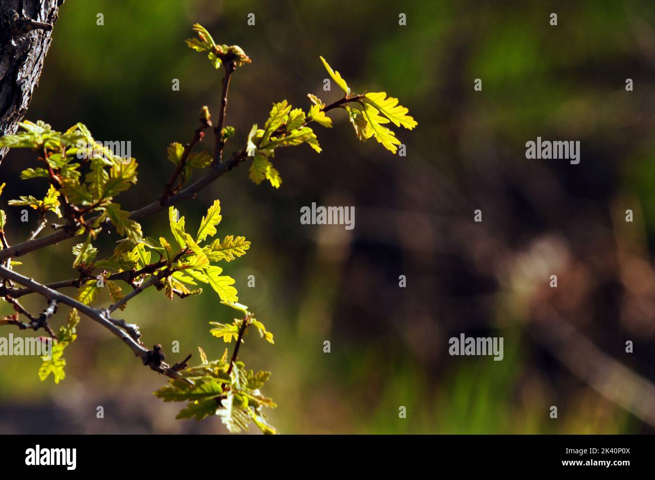 Tree branch stock photo Stock Photo - Alamy